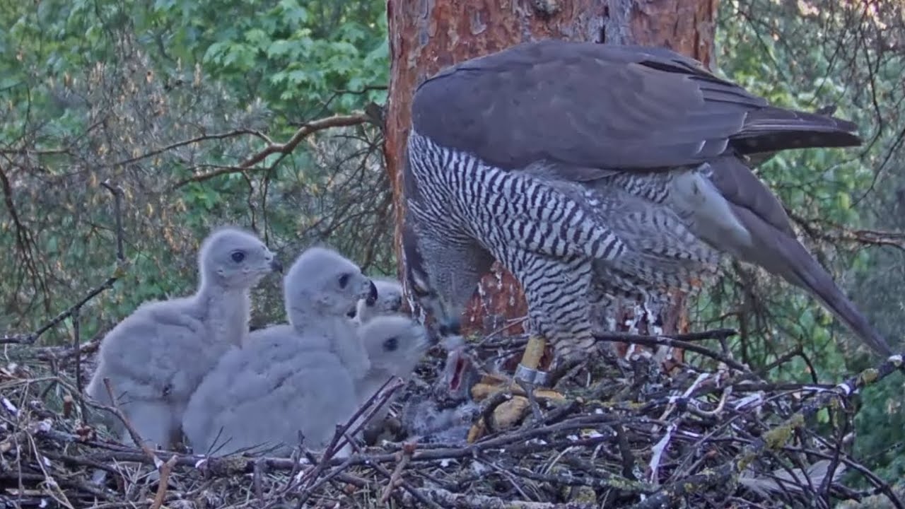 Vistu vanags (Hen hawk) | Hawk Mom brings breakfast | May 17, 2024 ...