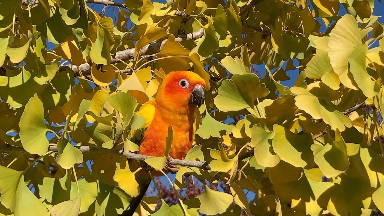 Sun Conure Having Fun Outside, Sittin' on a Tree and Screaming - YouTube