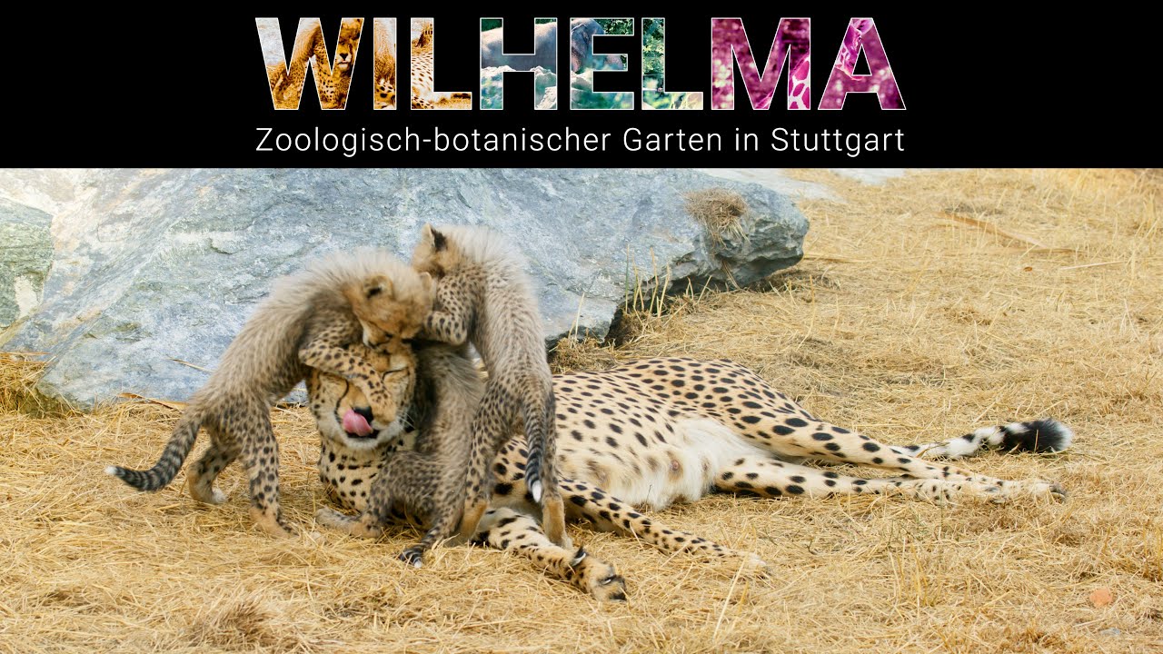 ZOO Wilhelma Stuttgart - 4K (BMPC 6K Pro) - YouTube