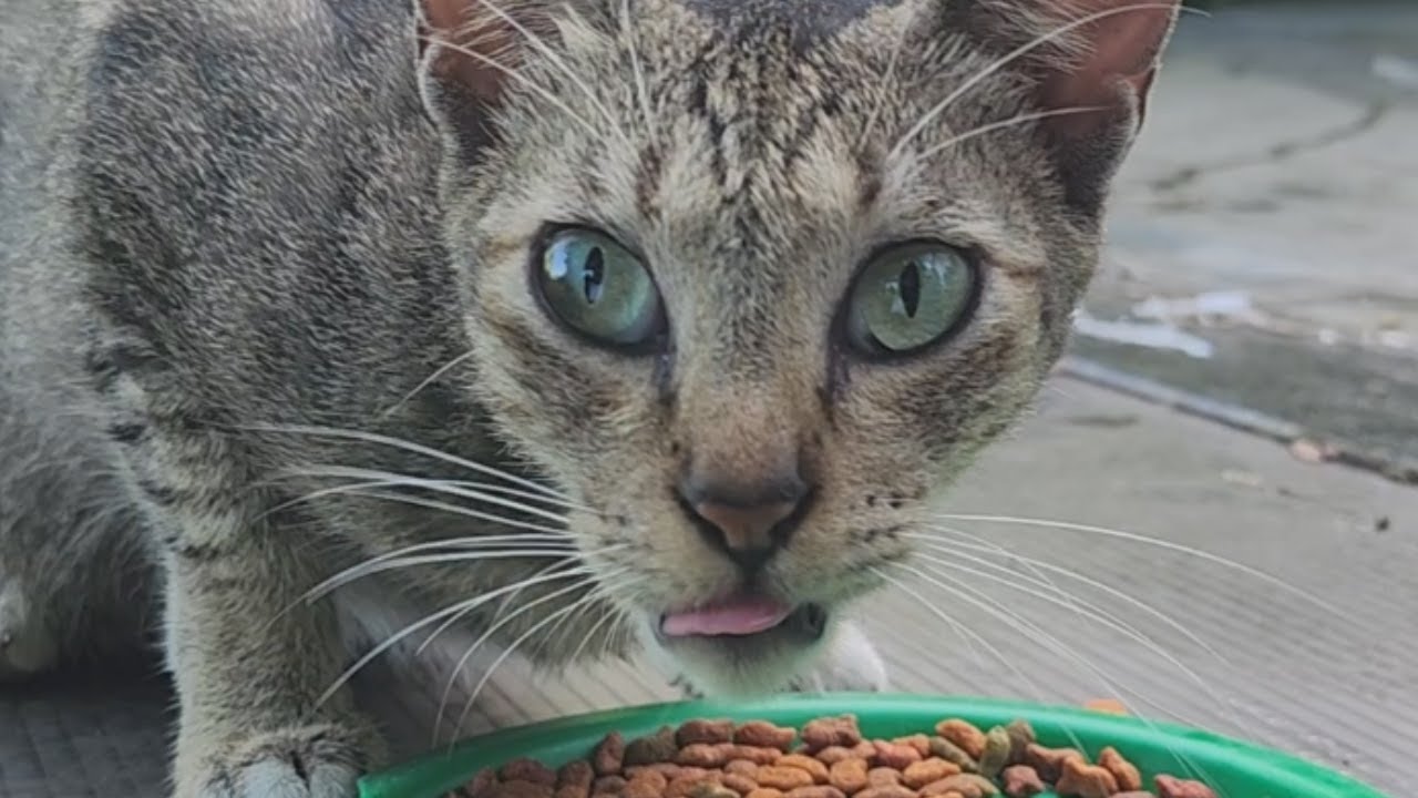 Cats' After Meal Habits | Cute Cat Behaviors - YouTube