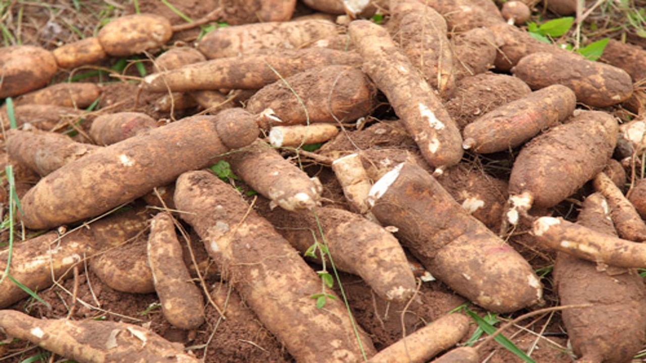 BIOCASSAVA PLUS RECEIVES REGULATORY APPROVAL IN 2017 -BrosTV - YouTube