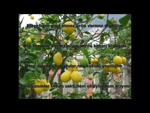 limon ağacı aydın kizir slayt şiir ilhan gezer