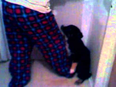 dog humping leg - YouTube