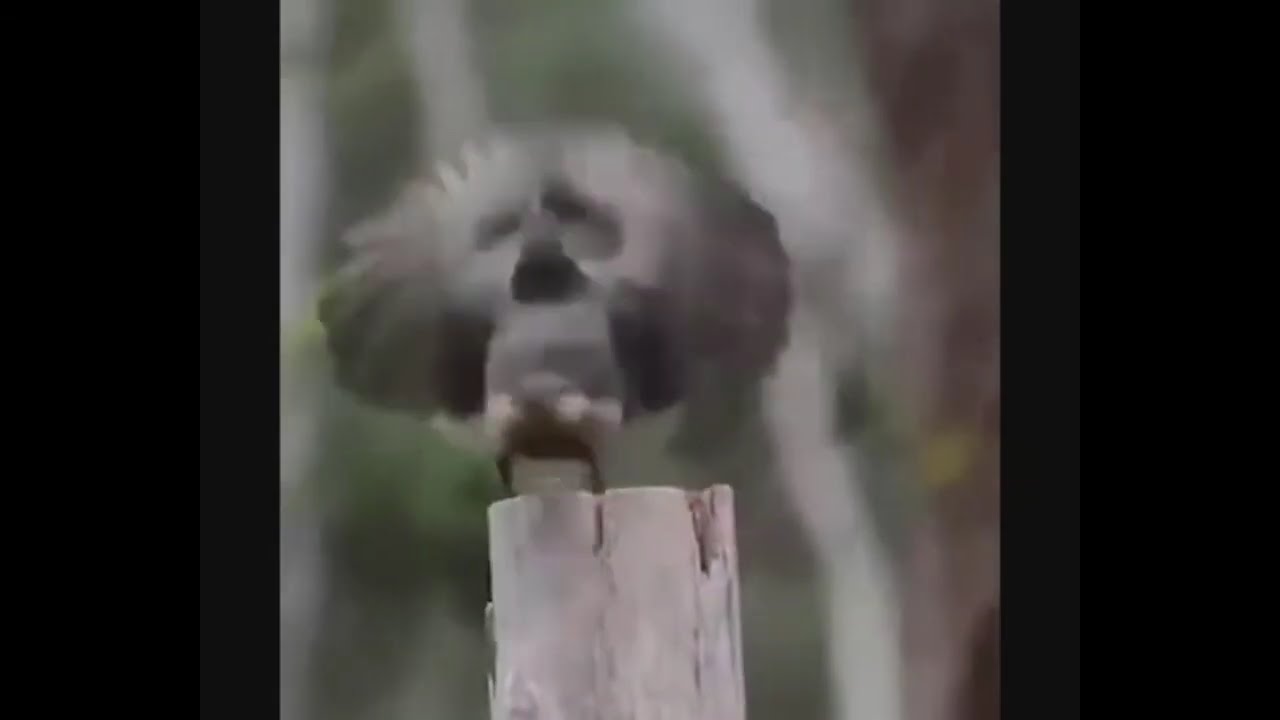 Bird's Praising God And So Amazing - YouTube