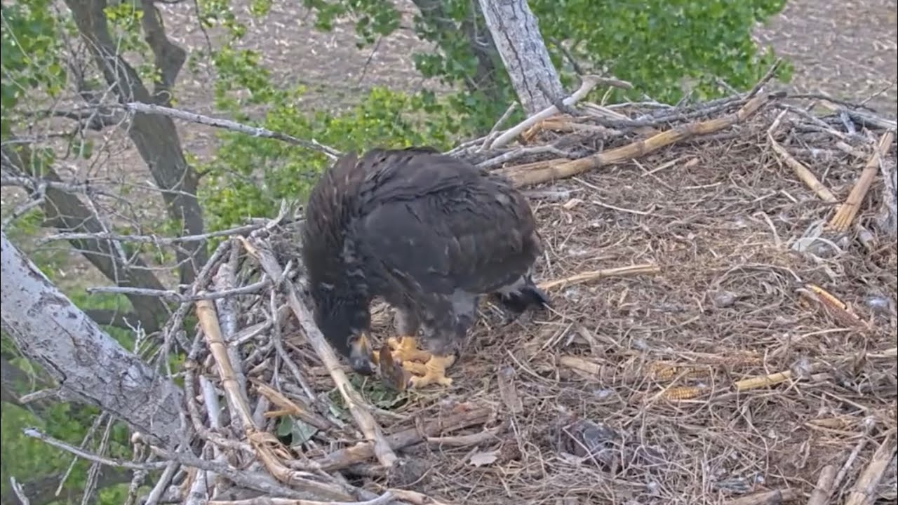 Kansas Eagles 5-1-25. Kanza Self-Feeds for the First Time; Warms Up on ...