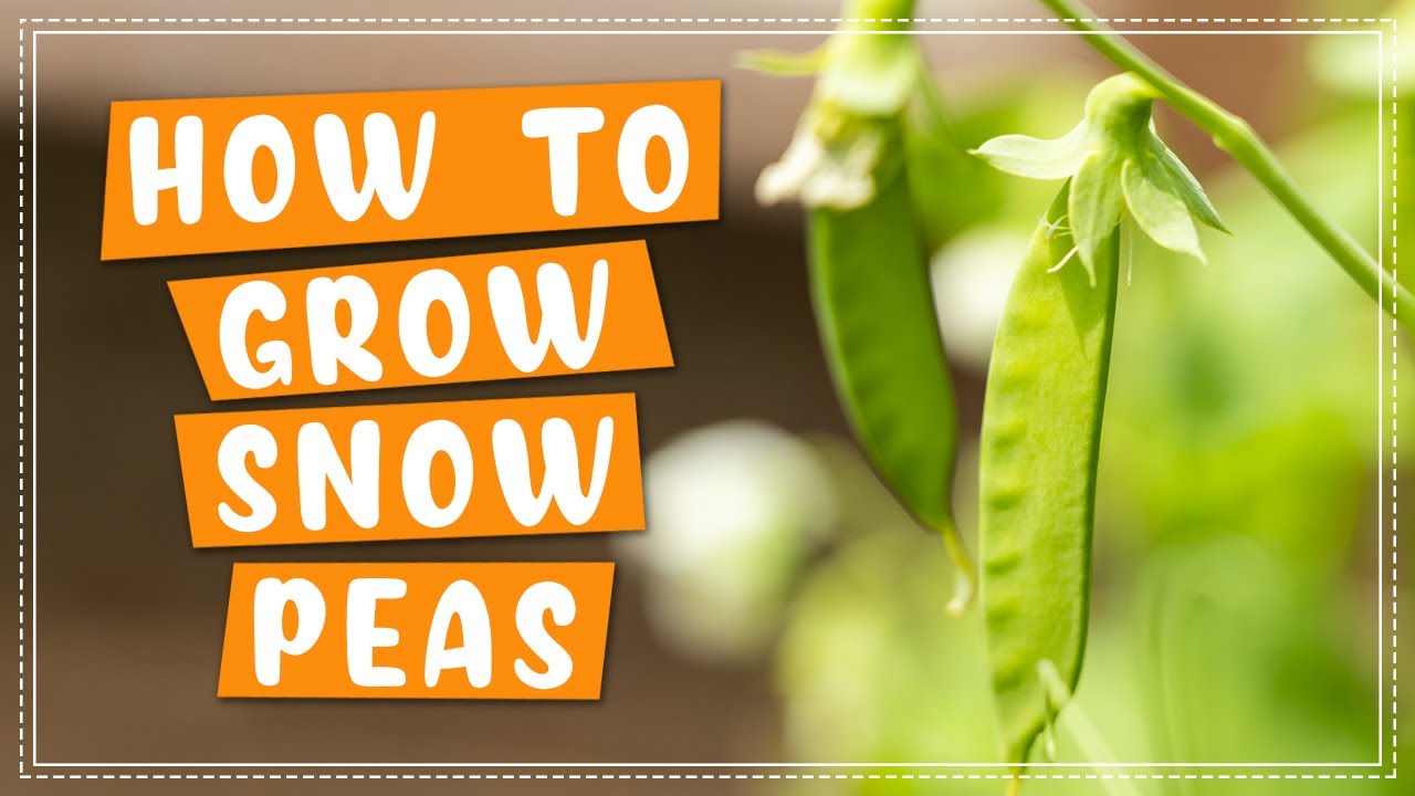 How To Plant and Grow Snow Peas | Edible Gardening - YouTube