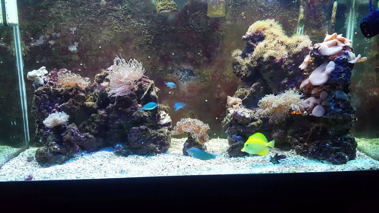 90 Gallon LPS reef - YouTube
