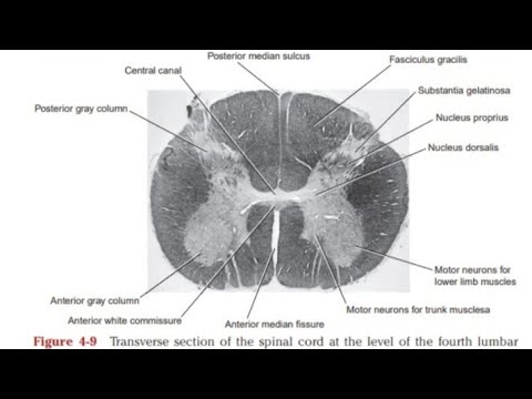 Grey matter of spinal cord#anterior horn cells,lateral horn cells ...