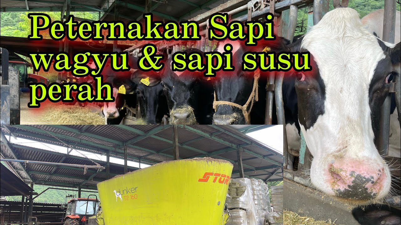 Begini proses peternakan sapi wagyu jepang Termahal di dunia - YouTube