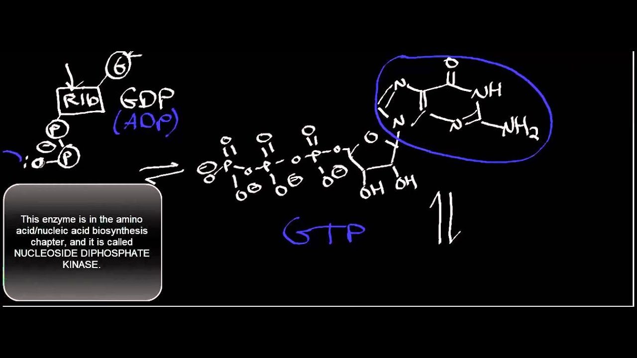 Biochemistry | Succinyl-S-CoA Synthetase Mechanism - YouTube