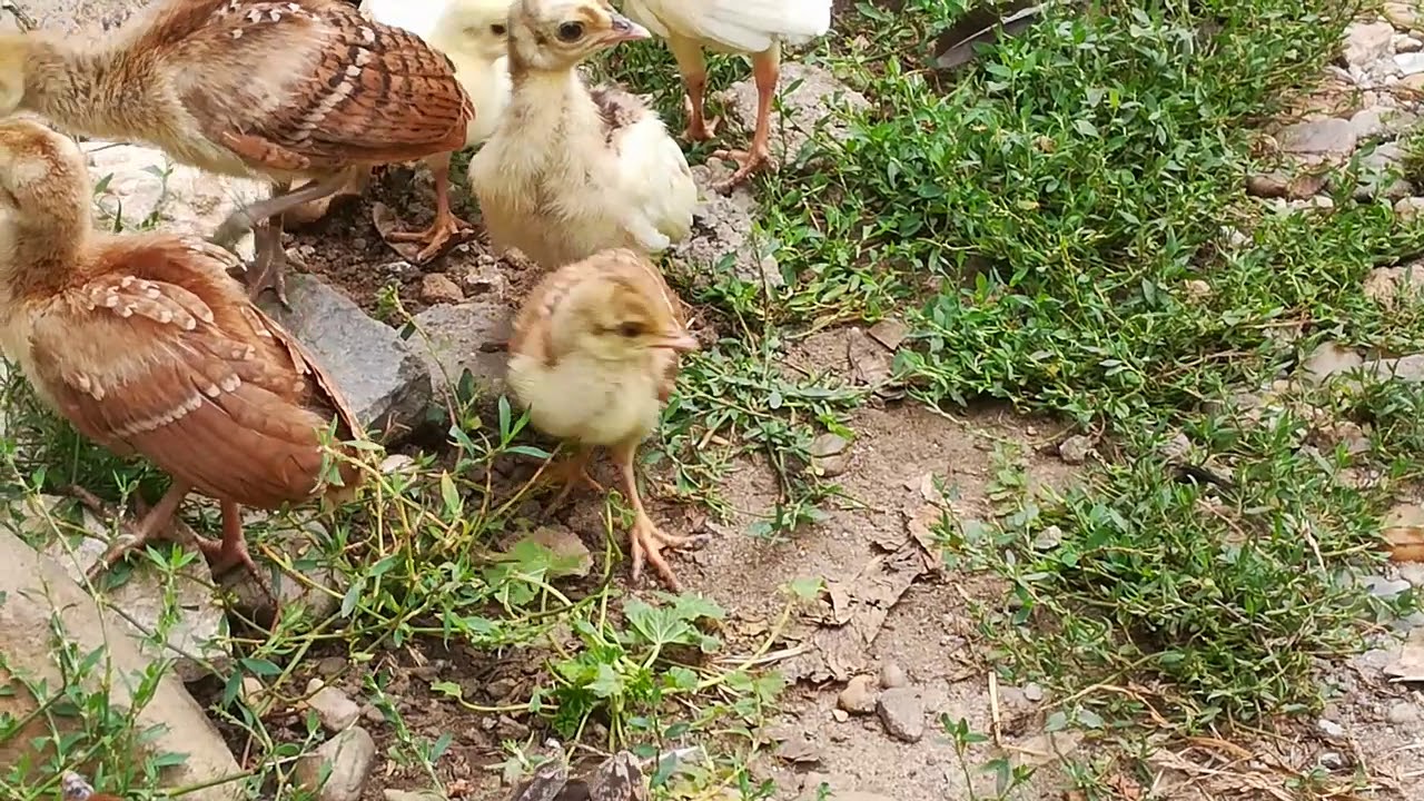 Peacock farm. Pauni pui - YouTube