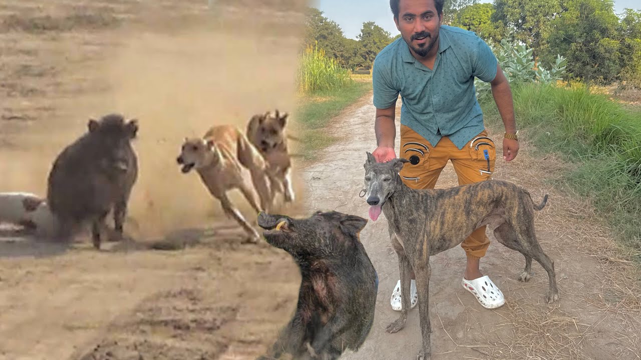 Shikari Dog La La Kia 🥳 - YouTube
