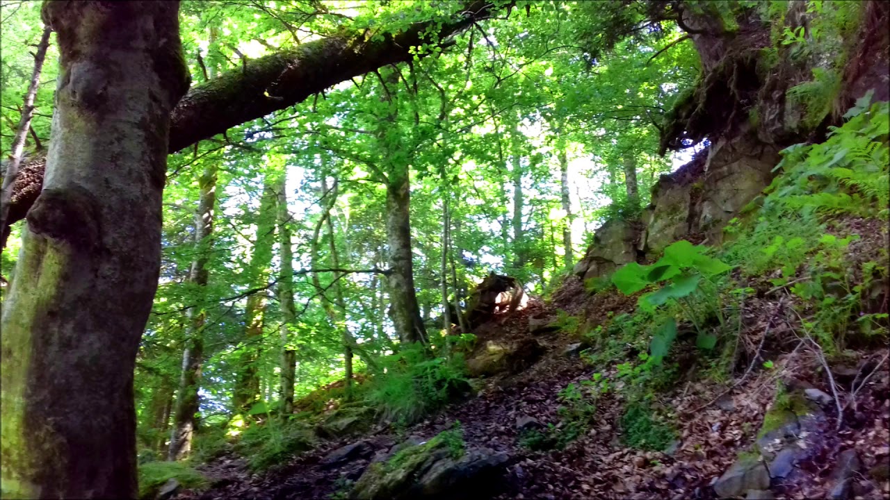 🐦🌲🎵 Chant des oiseaux relaxant - bruits de la forêt - anti-stress ...