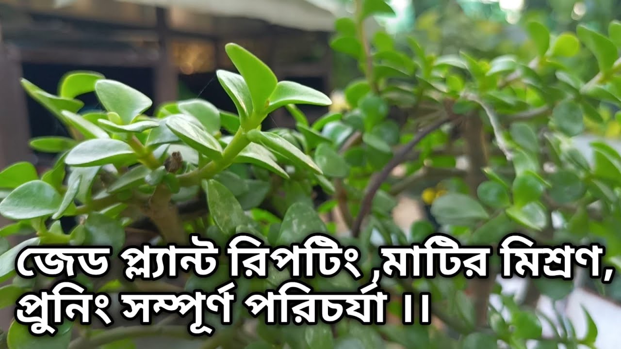 জেড প্ল্যান্ট রিপটিং মাটি প্রস্তুতি সম্পূর্ণ পরিচর্যা । Zed plants ...