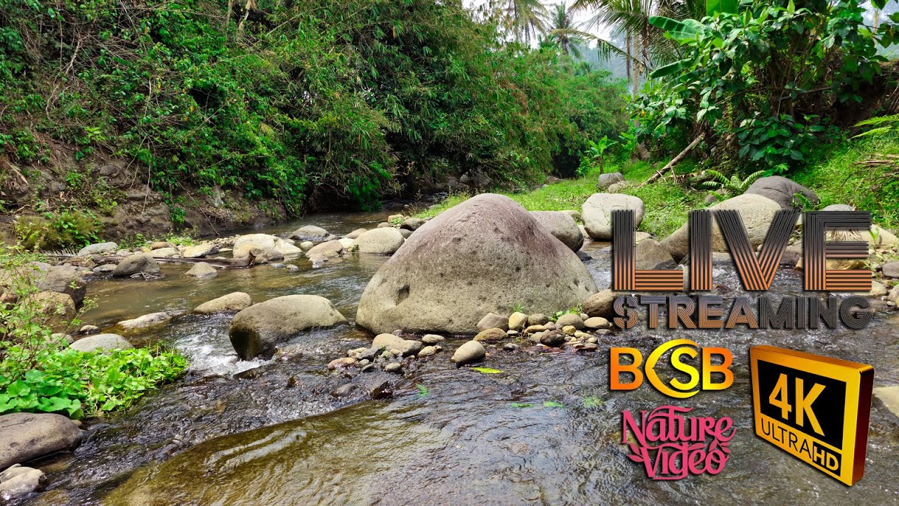 Lush Streamside: Enjoy Soothing River Waters | Eternal Calm: Gentle River Stream Ambience | 4K ...