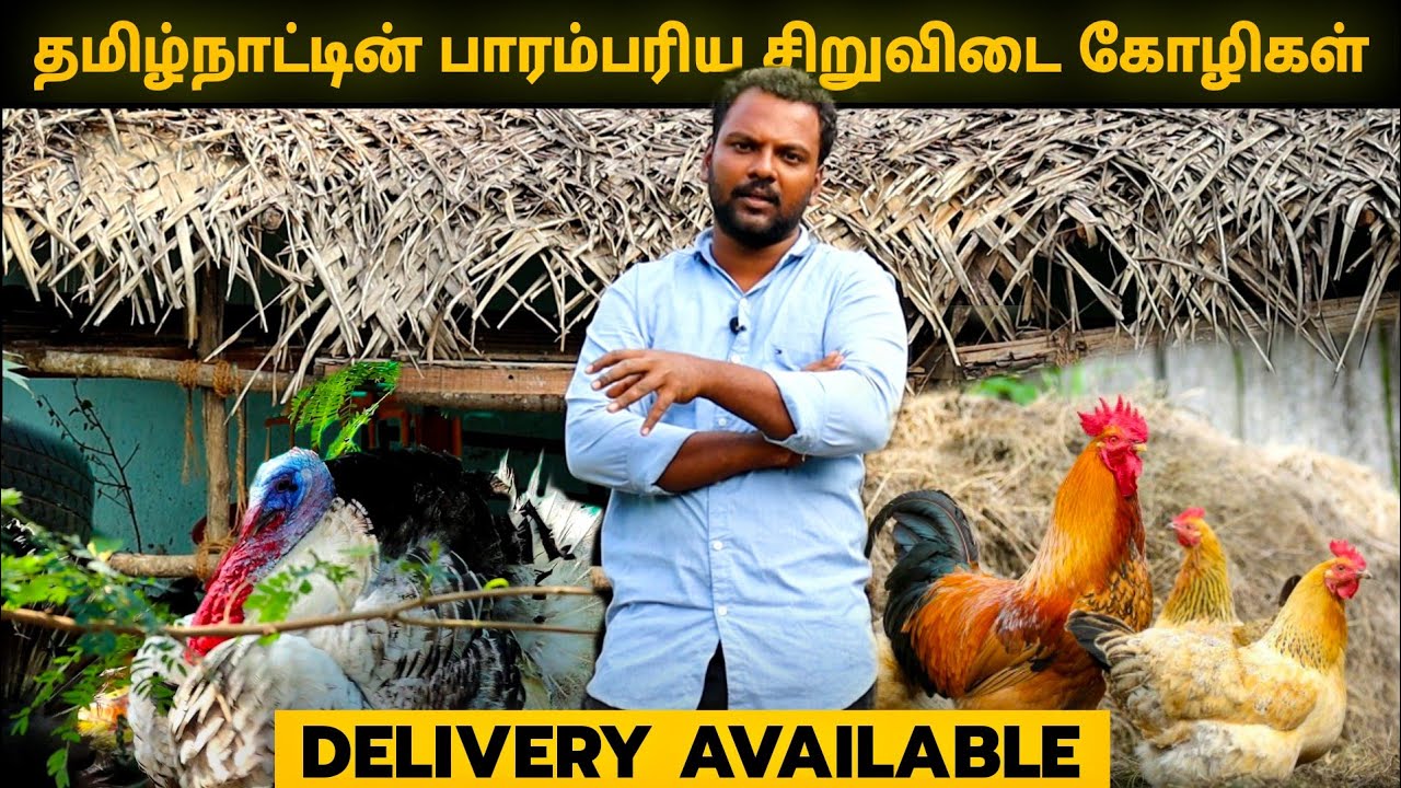 Siruvidai Kozhi Pannai || Matrum Vankoli Pannai || TFO Form || Chicken ...