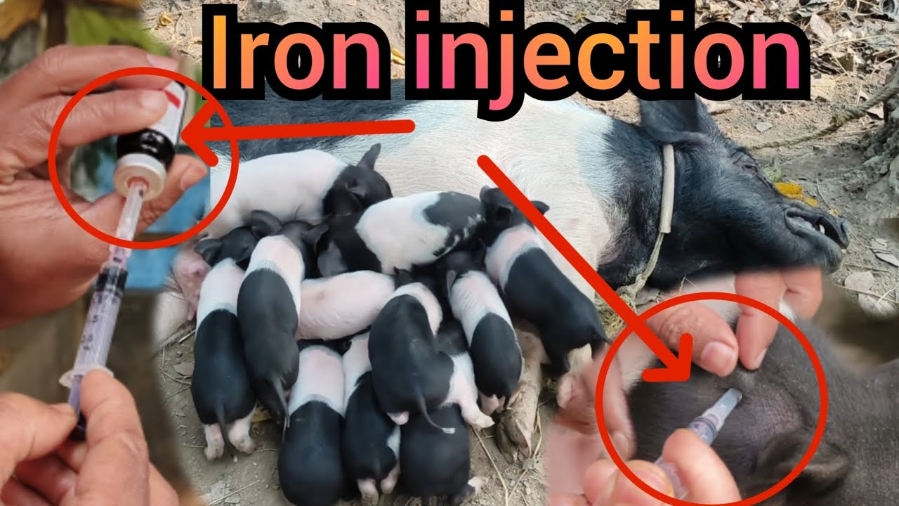 iron injection pushing for piglets // Piglets injection // Pig farm in ...