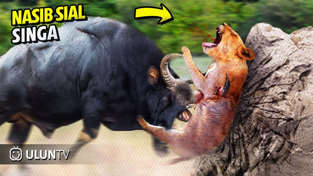 Detik² Singa Nekat Memangsa Kerbau, Endingnya Singa Tak Berdaya Akibat ...
