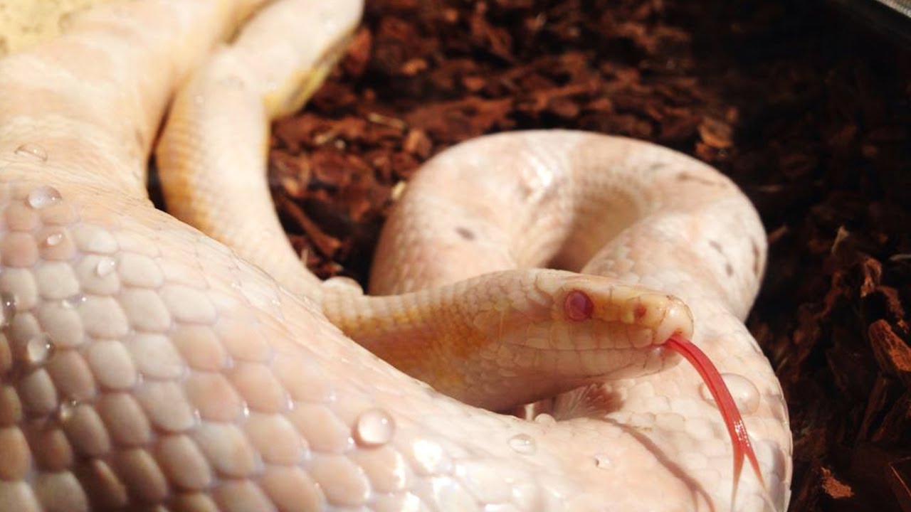 Corn Snake - bath, feeding a rat, pedicure... - YouTube