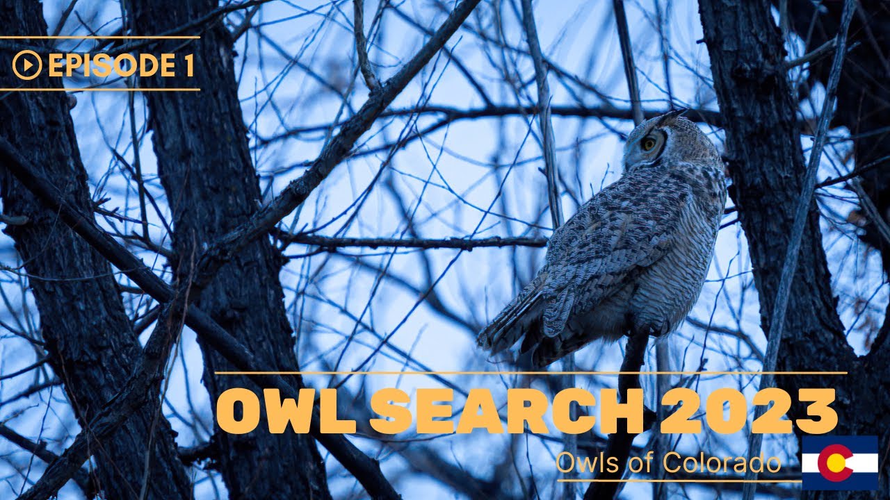Owl Search 2023 Episode 1 - Scouting For Owls in Colorado - YouTube