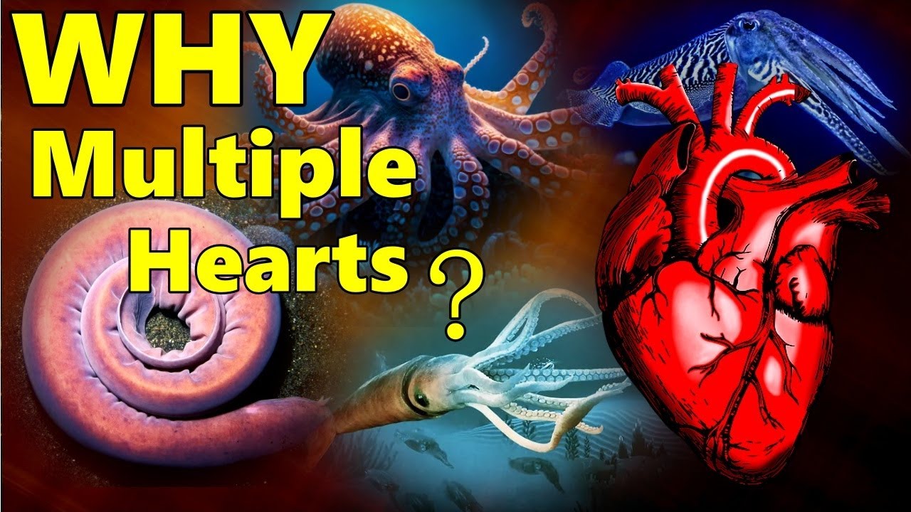 only these animals have multiple hearts - YouTube