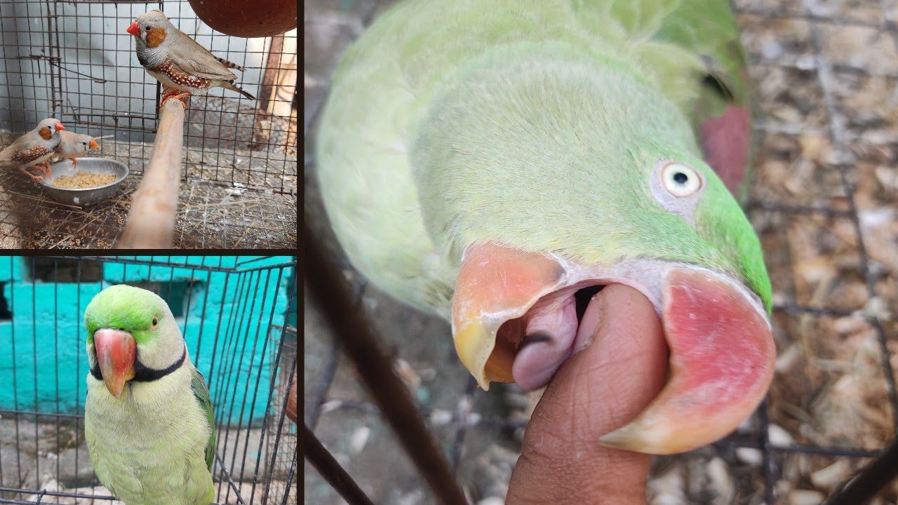AMAZING PARROT 🦜🥰 video! MY finches bird verity🥳 #Ringneck bird# # ...