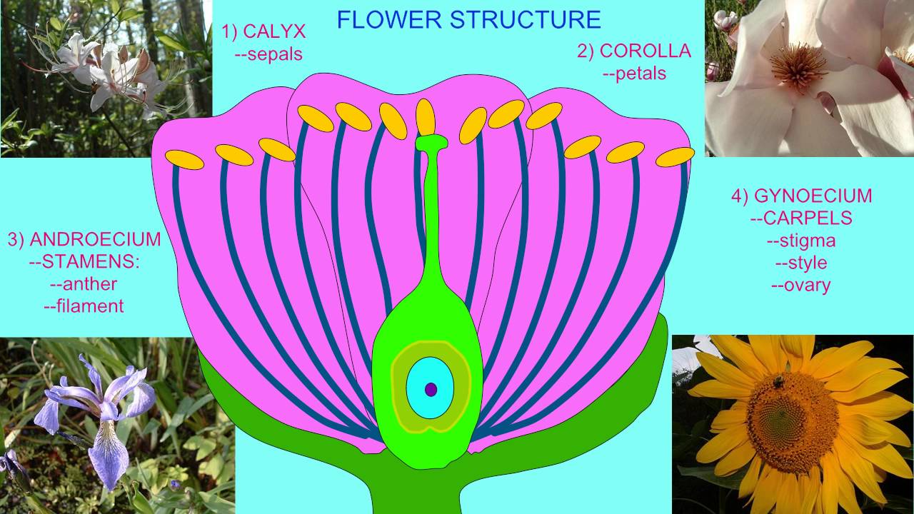 ANGIOSPERMS: FLOWER STRUCTURE - YouTube