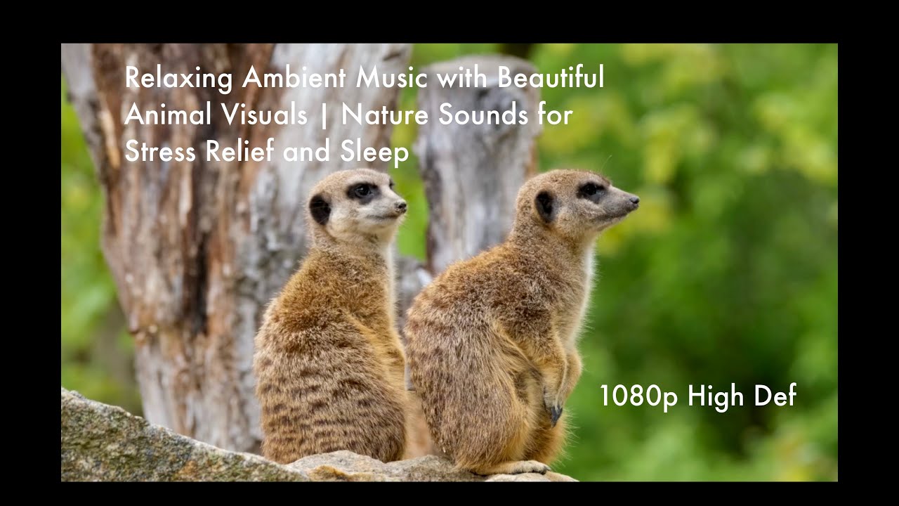 Relaxing Ambient Music with Beautiful Animal Visuals | Nature Sounds ...
