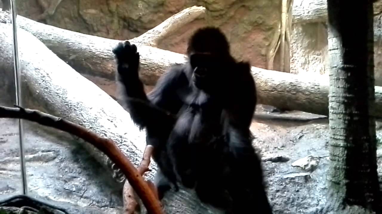 Waving gorilla - YouTube