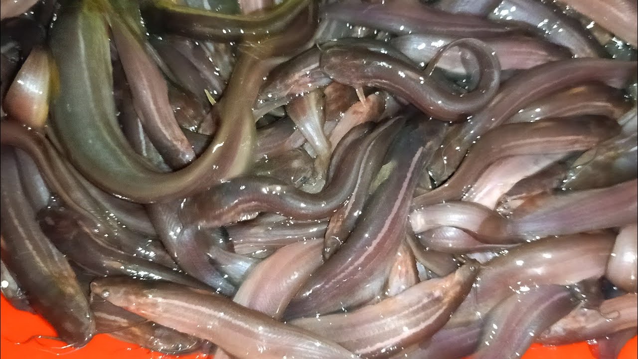 দেশী শিং মাছ পরিবহন ব্যবস্থা ও পরিমাপ৷ Deshi shing fish delivery system ...