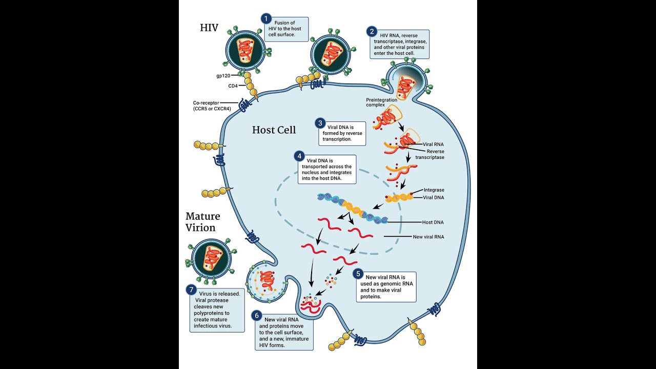 Hiv Virus Structure And Life Cycle Hiv Virus Replication Cycle Poster