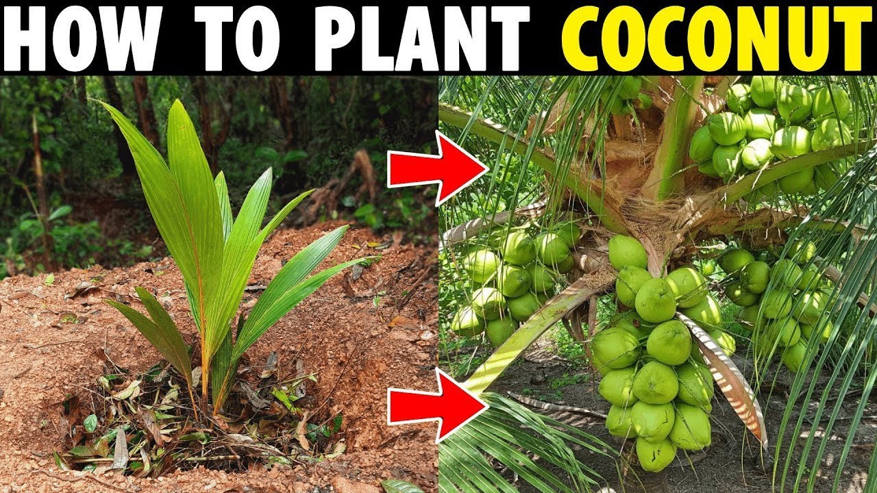 How To Plant Coconut Tree | Coconut Planting Method | How To Grow ...