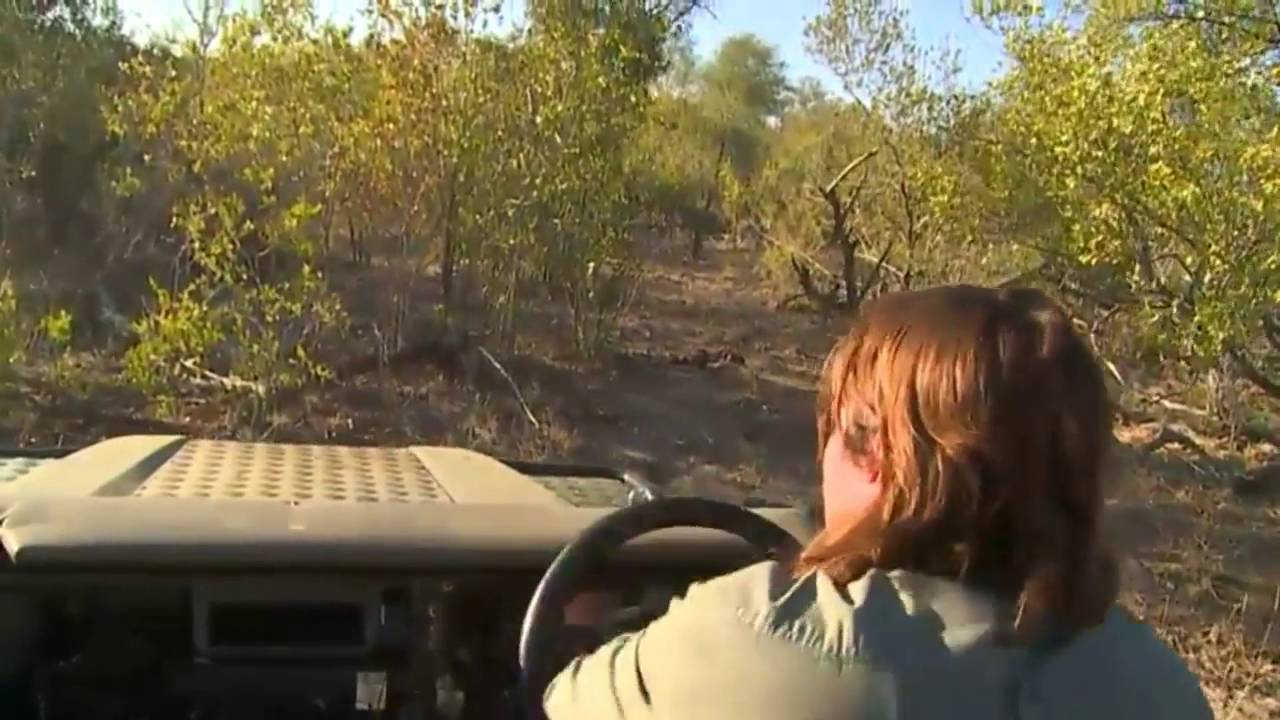Sindile Male Leopard Returns on AM Drive 6/16/2016 - YouTube