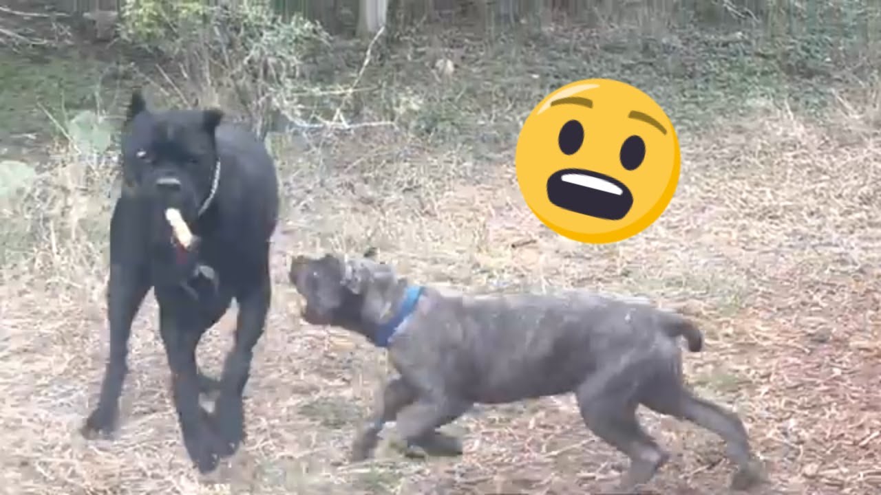 CANE CORSO Puppy Challenges Pack Members as she Gains Confidence - YouTube