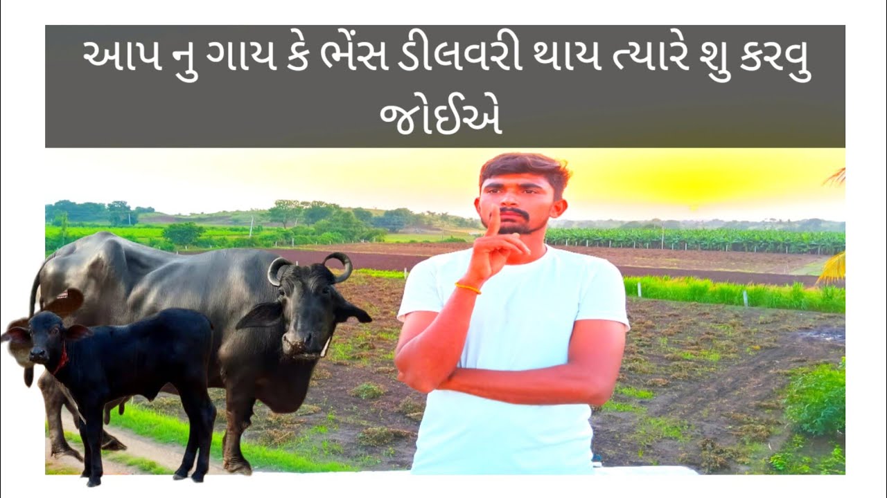 How to Get Cow or Buffalo Delivered to Your Home ગાય કે ભેંસ ડીલવરી થાય ...