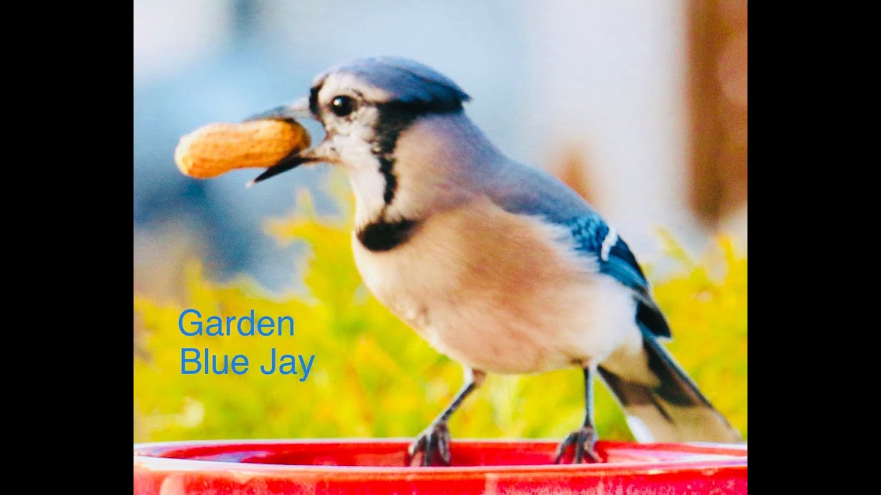 Garden Flower Thingy 21 - YouTube