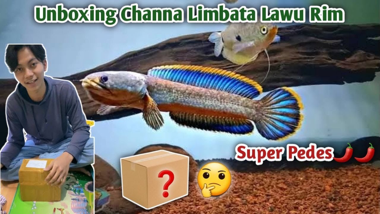UNBOXING BABY CHANA LIMBATA!!!MASIH BABY RIMNYA SUDAH TEBAL2😍🌶️🌶️ - YouTube