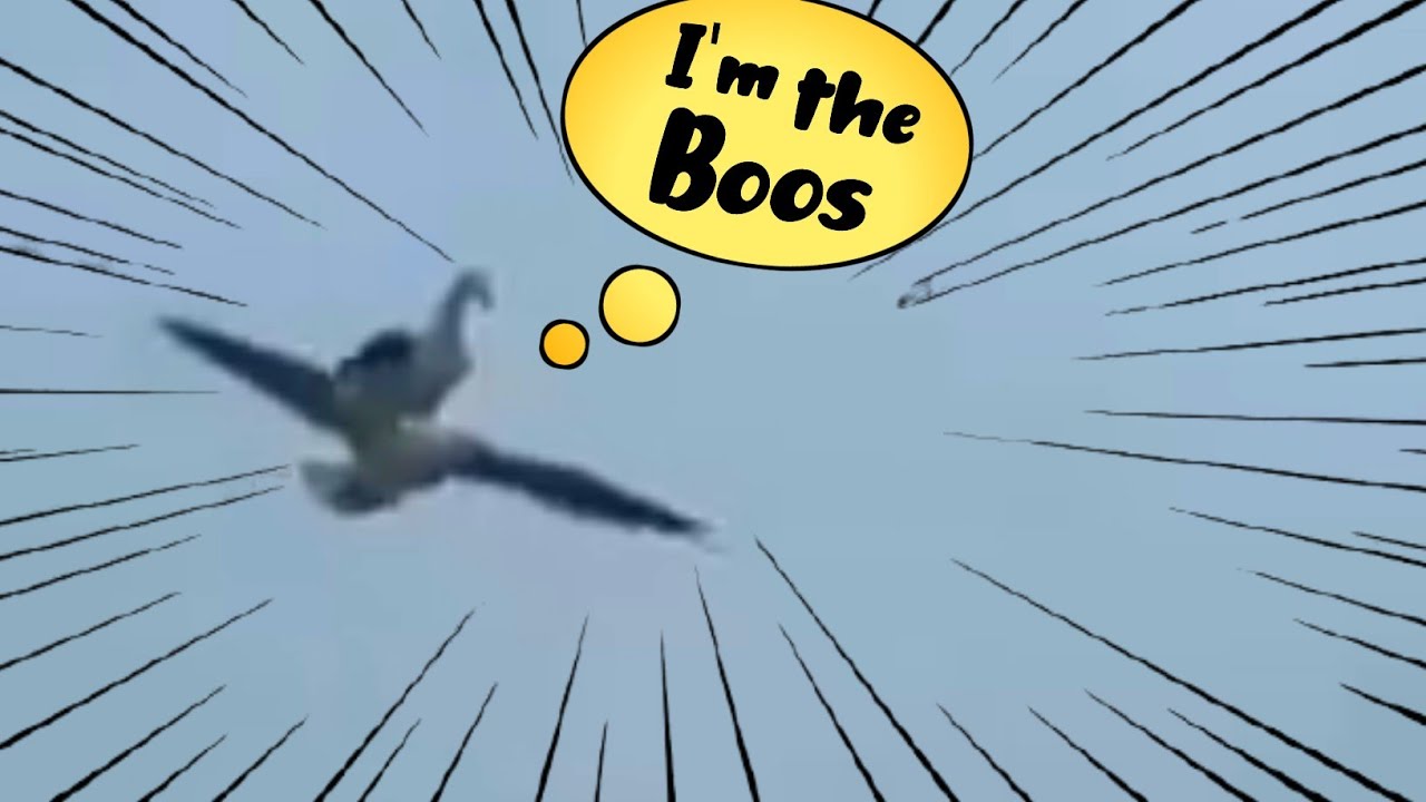 A Bird Riding on another bird While Flying😵. Lazy bird😪 - YouTube