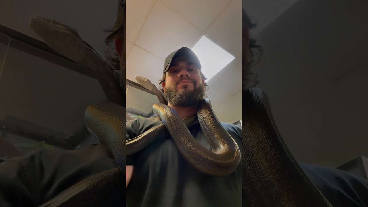 Goldenchild reticulated Python just an amazing snake 😍😍🔥🔥 - YouTube