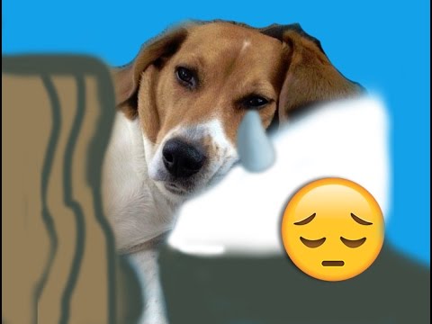 Sad Beagle - YouTube