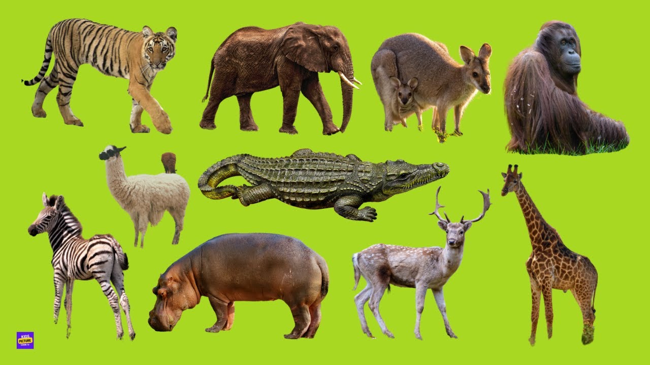 Zoo Animals Vocabulary | Zoo Animals Names & Sounds For Kids, Toddlers ...