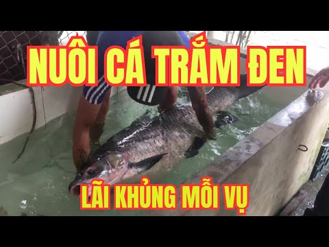 Làm Giàu Từ Mô Hình Nuôi Cá Trắm Đen Hiệu Quả | Lãi Trăm Triệu Mỗi Vụ!