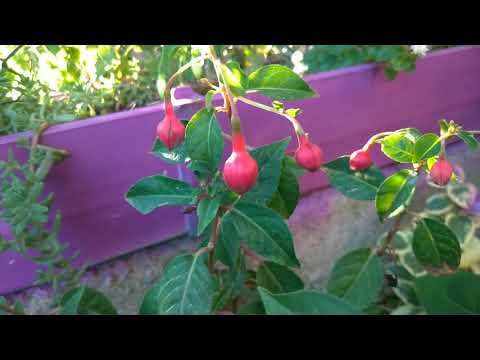 Arap Fulü (Clerodendrum chinense) Keşmir Buketi | Yavru Kedicikler