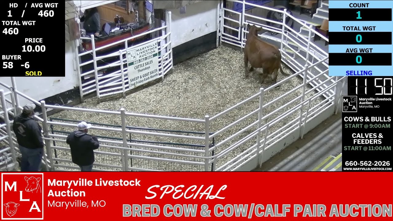 10/30/2025 – Bred Cow & Cow/Calf Pair Special | Maryville Livestock ...