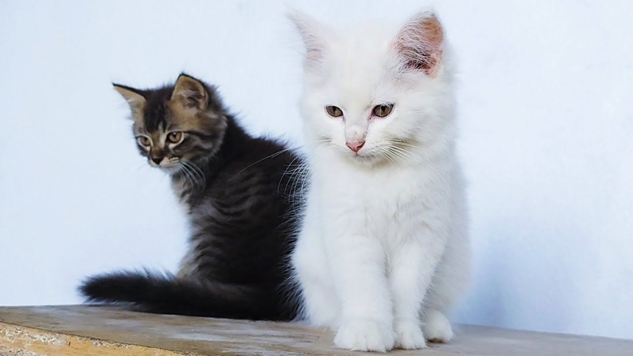 CAT BEAUTIFUL - STACY CAT -BILLI KARTI MEOW MEOW- kittens cats funniest ...