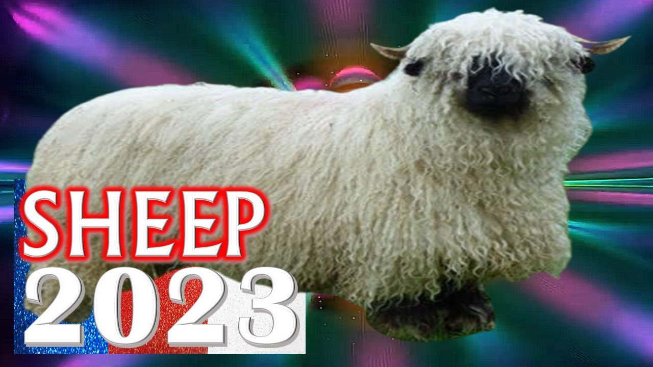 Sheep Horoscope 2023 | Born 2015, 2003, 1991, 1979, 1967, 1955, 1943 ...