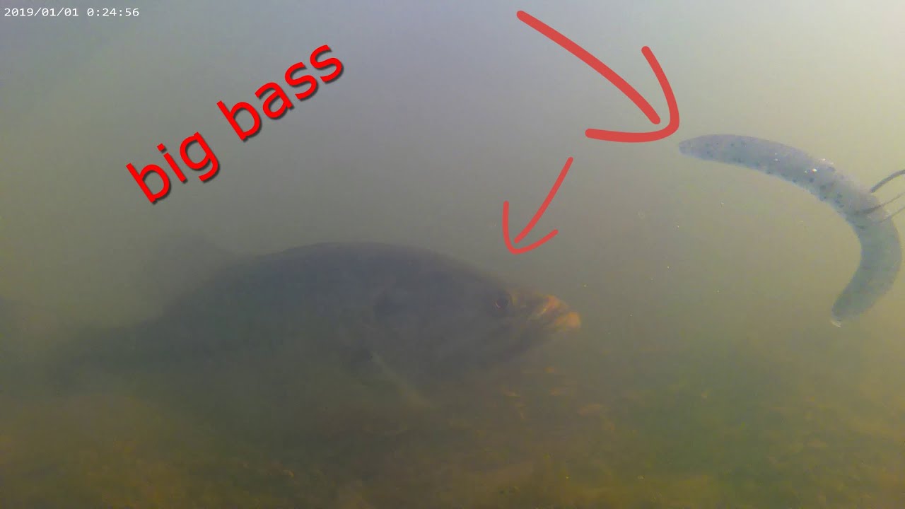 Bass Eats Worm Right in Front of Camera - YouTube