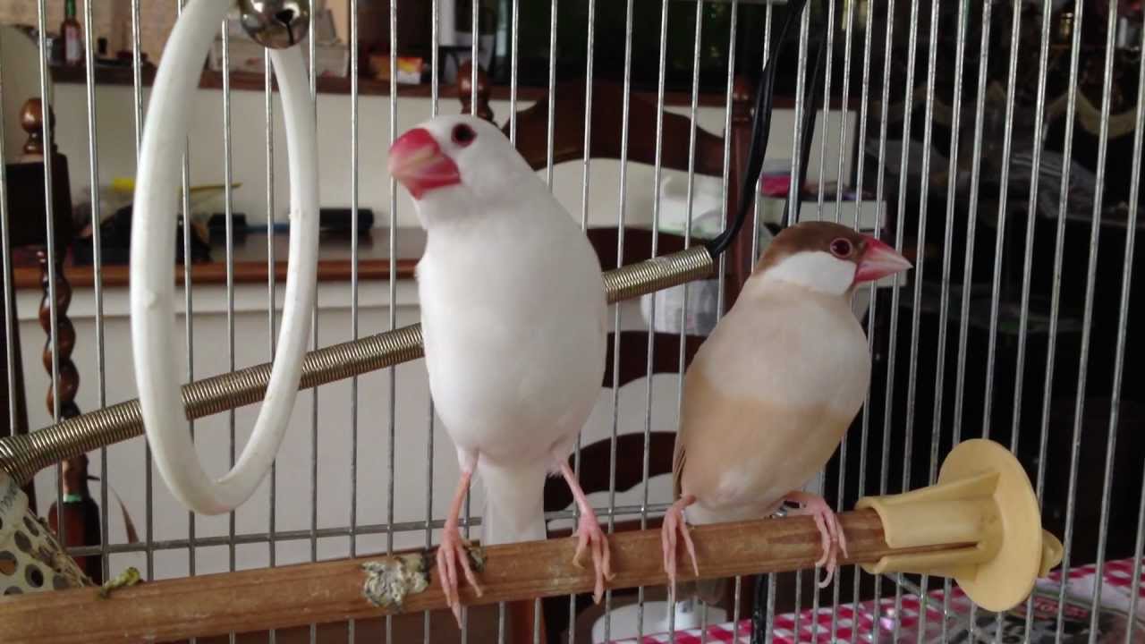 背伸びする白文鳥 The White Java Sparrow which Stretches Himself - YouTube