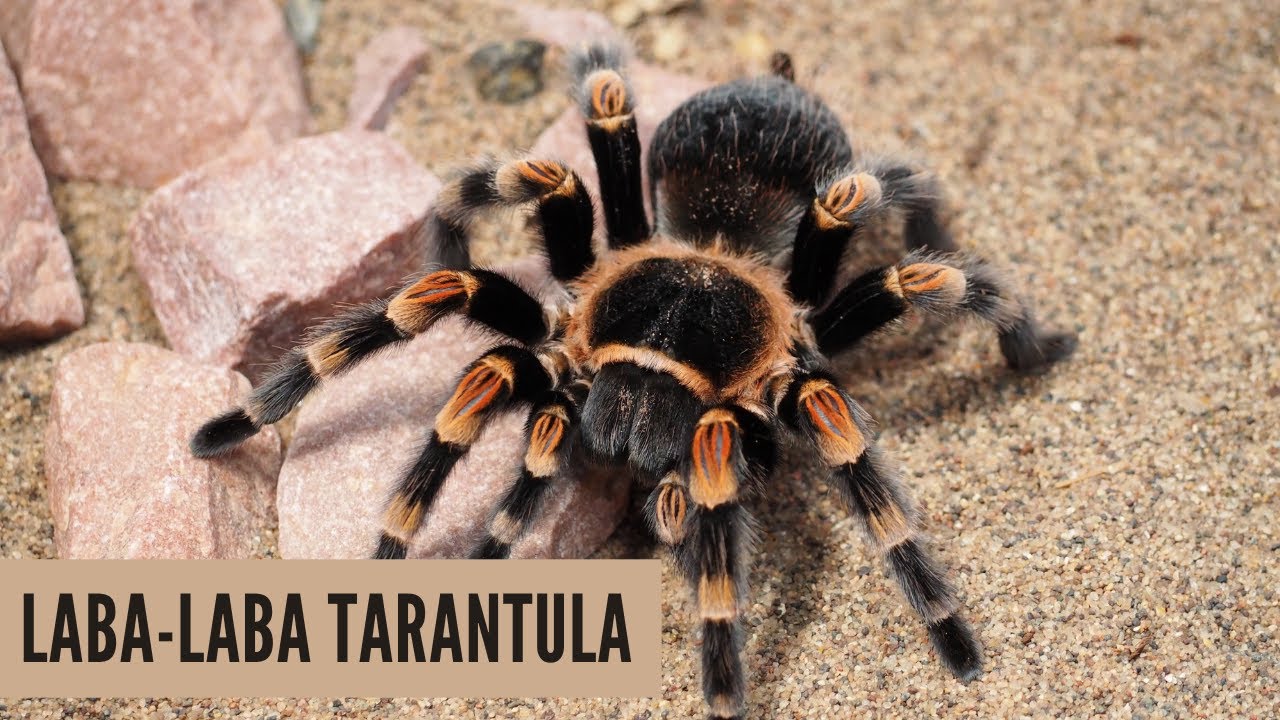 Fakta Menarik Tentang Laba-laba Tarantula - YouTube