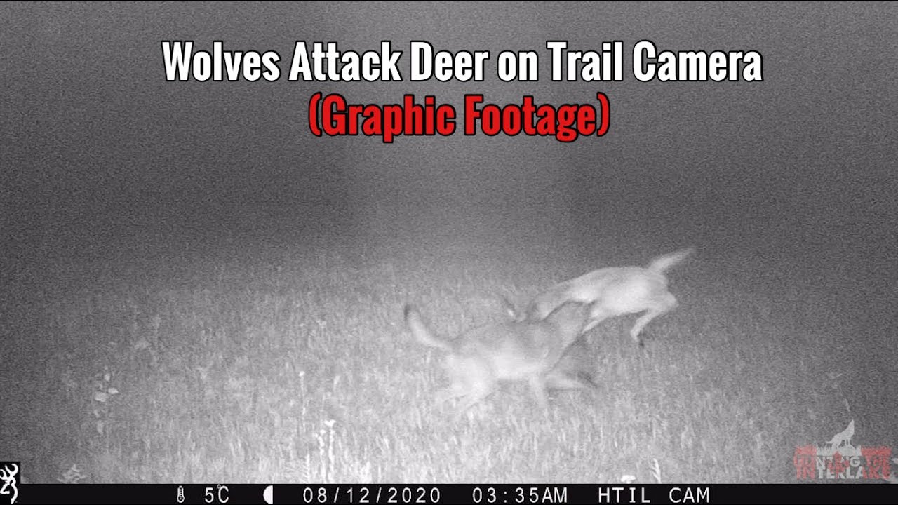 Dramatic Wolf Attack on Deer Caught on Trail Camera! (Graphic Video ...
